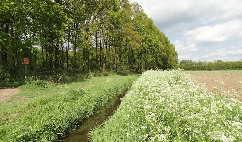 Voorjaarswandeling door natuurgebied de Nevelhorst | De Diemse Courant